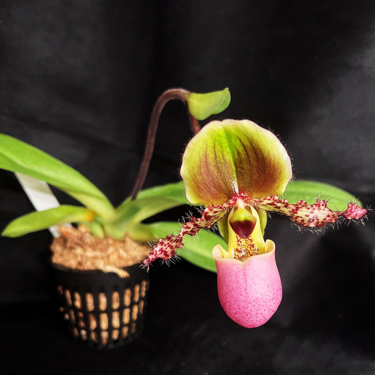 Paph glaucophyllum – Springfield Orchids