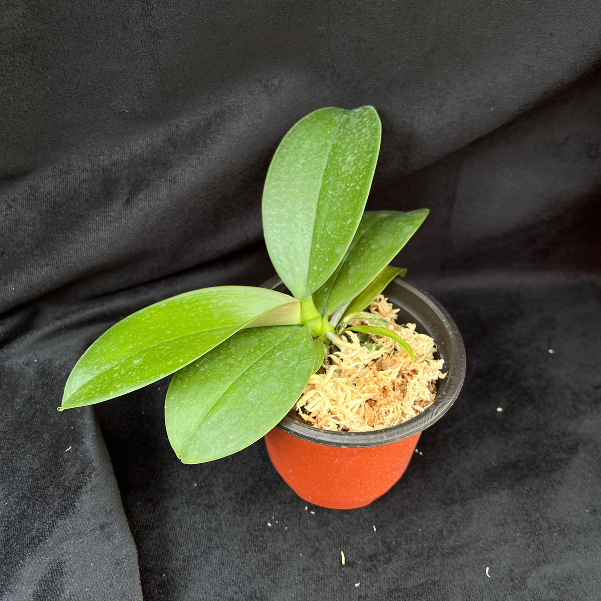 Phal. Mini Mark – Springfield Orchids