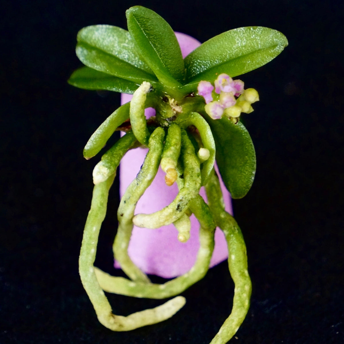 schoenorchis fragrans – Springfield Orchids