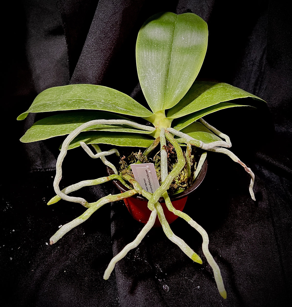 Phal. Sweet Memory ‘Liodoro’ – Springfield Orchids