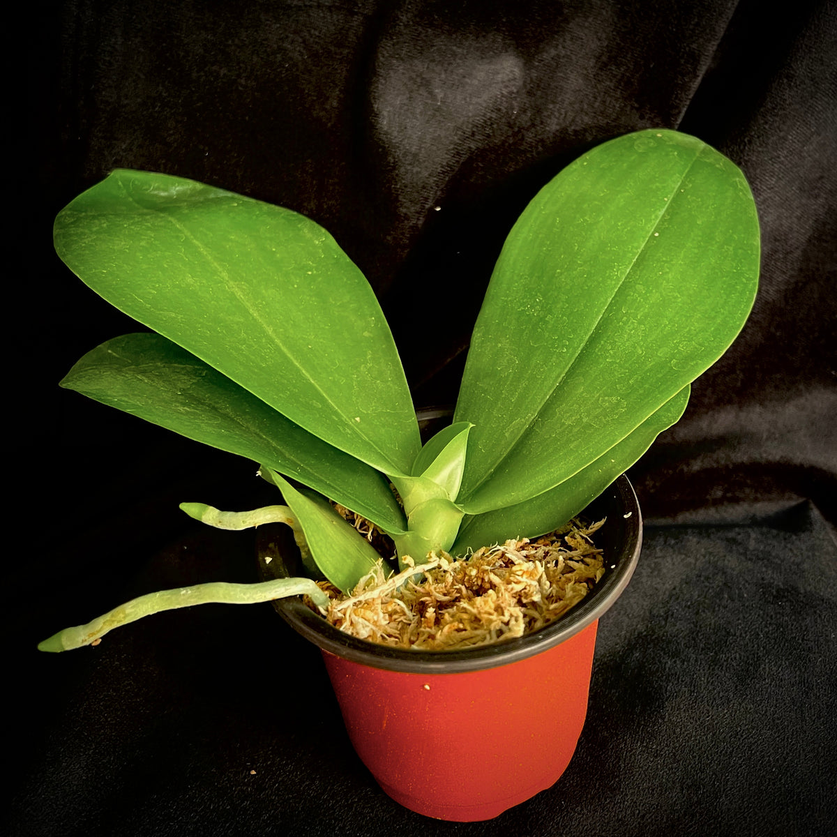 Phal. Sweet Memory ‘Liodoro’ – Springfield Orchids