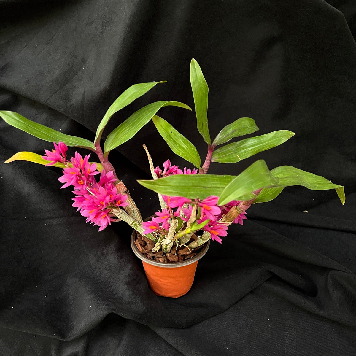 Den. Hibiki – Springfield Orchids
