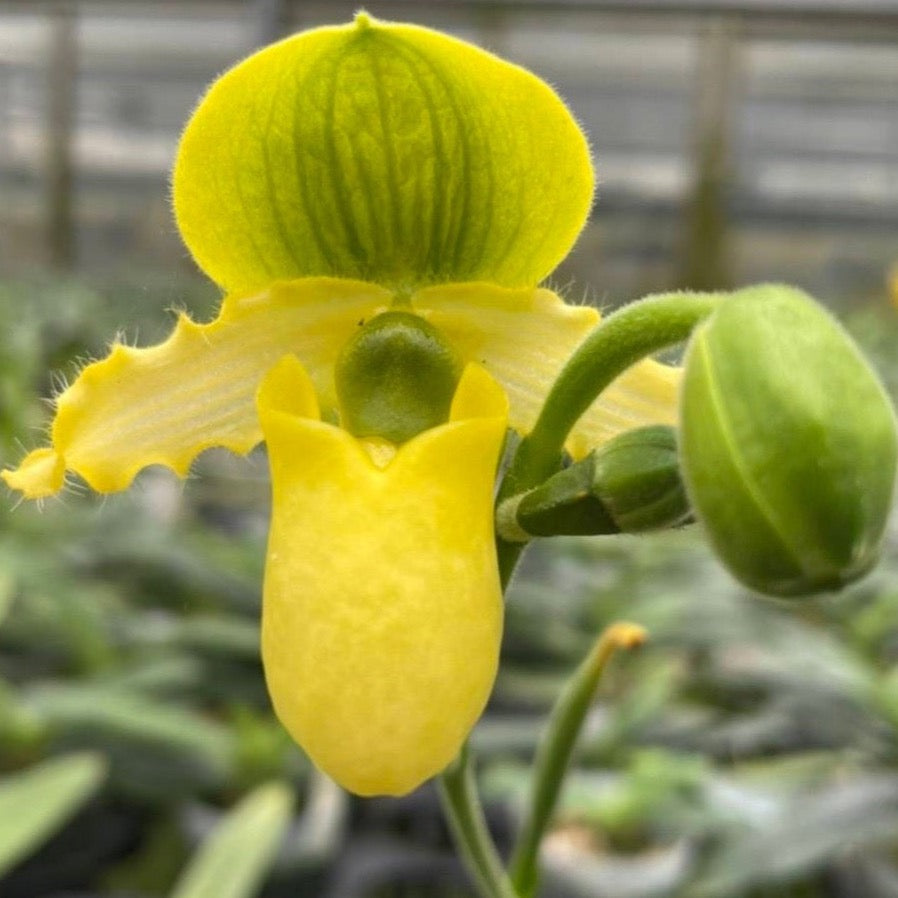 Paph. helenae – Springfield Orchids