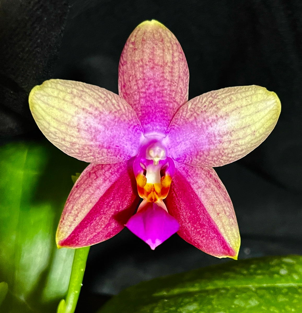 Phal. Sweet Memory ‘Liodoro’ – Springfield Orchids