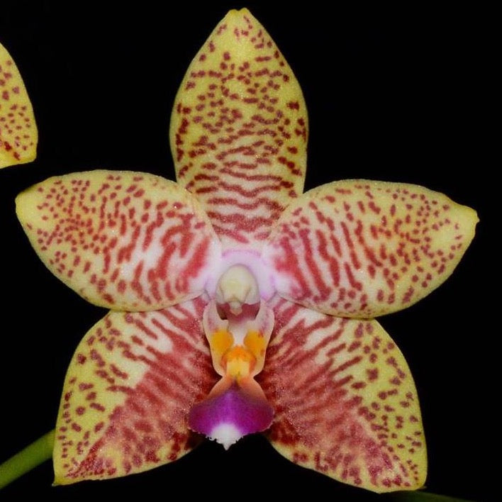 Phal. tetraspis ‘Smoked’ – Springfield Orchids