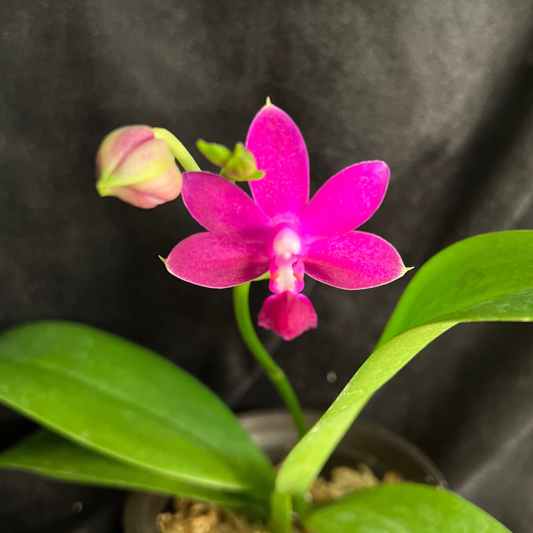Phal. Sweet Memory ‘Liodoro’ – Springfield Orchids