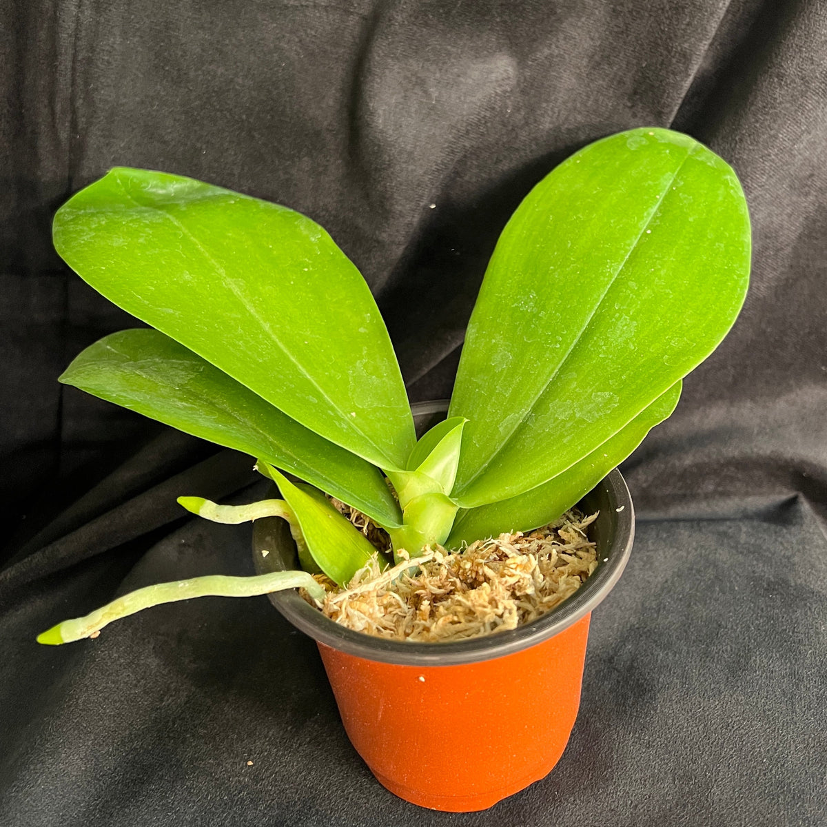 Phal. Sweet Memory ‘Liodoro’ (Large BS) – Springfield Orchids