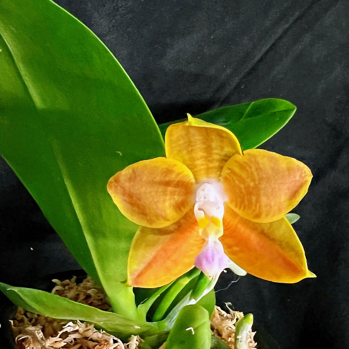 Phal. Lyndon Mix Zebra '817' – Springfield Orchids