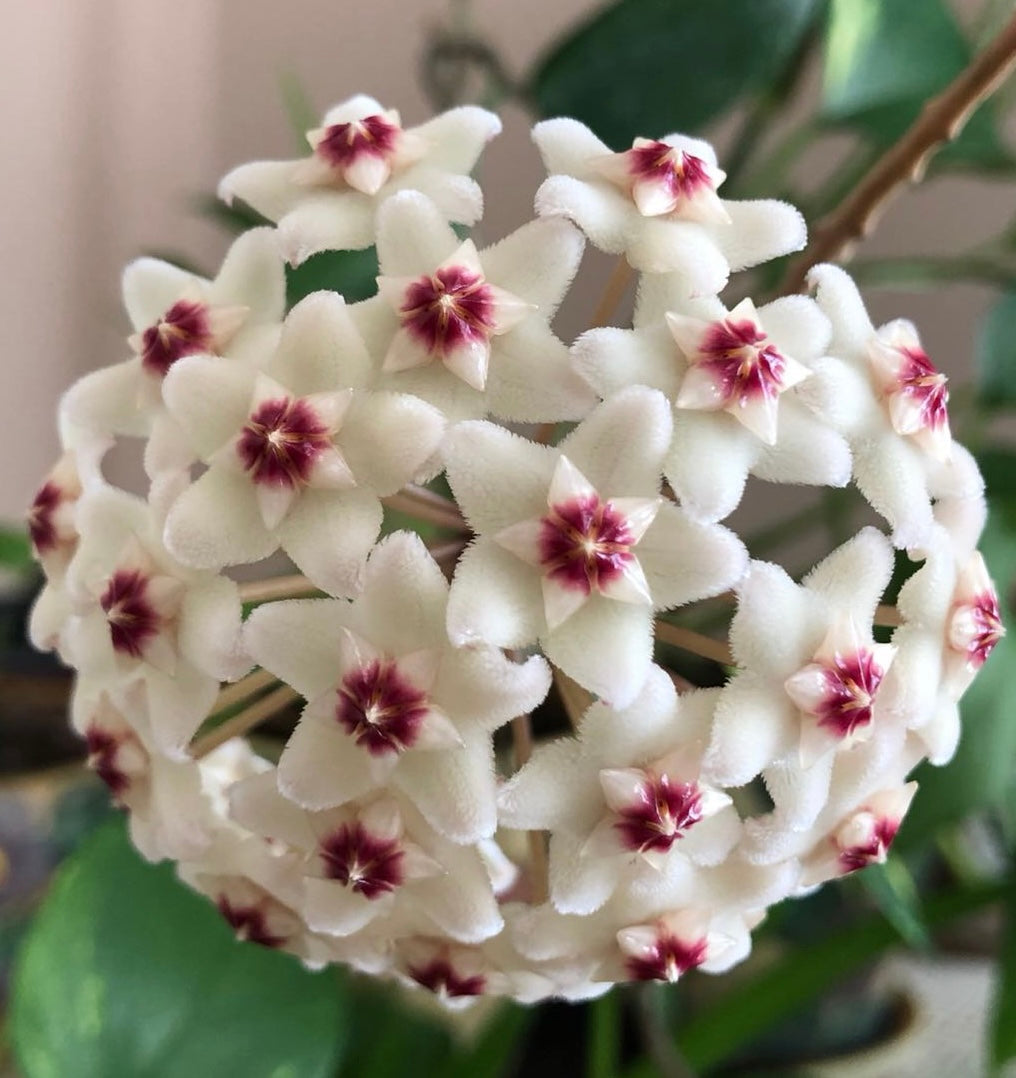 Other Plants – Springfield Orchids