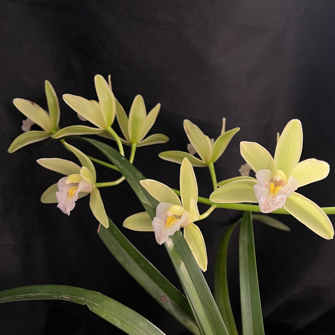 Phal. Sweet Memory ‘Liodoro’ – Springfield Orchids