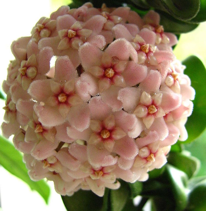 Hoya compacta – Springfield Orchids